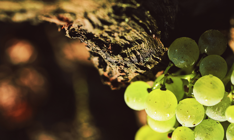 Finance – Rémy Cointreau