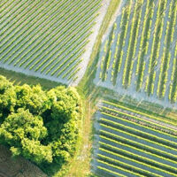 Our history – Rémy Cointreau